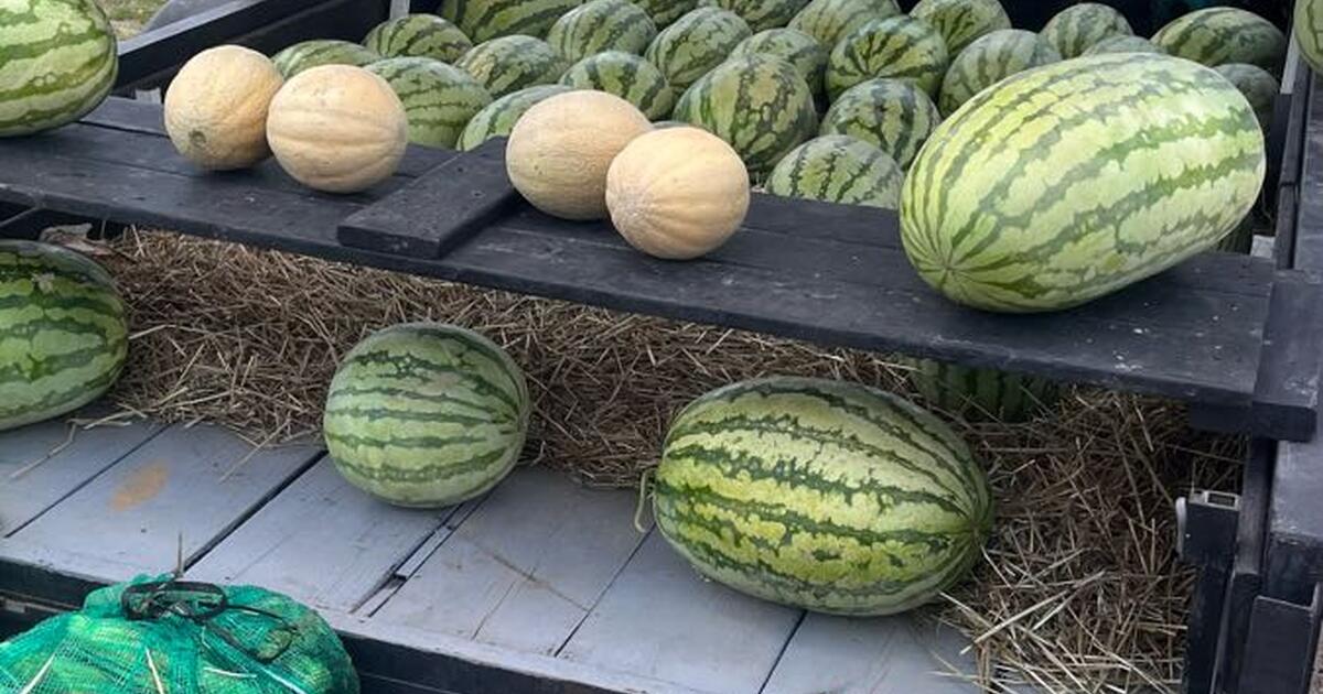 Fresh watermelons and cantaloupe. in Little Rock, AR | For Sale & Free ...