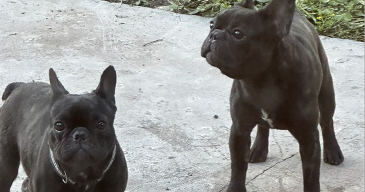 Frenchie for Free in Houston, TX | Finds — Nextdoor