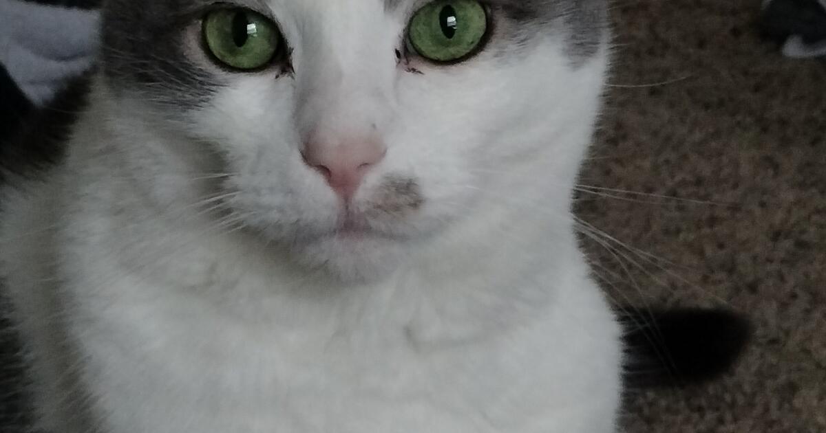 Re-home My Cat for Free in Columbus, OH | For Sale & Free — Nextdoor