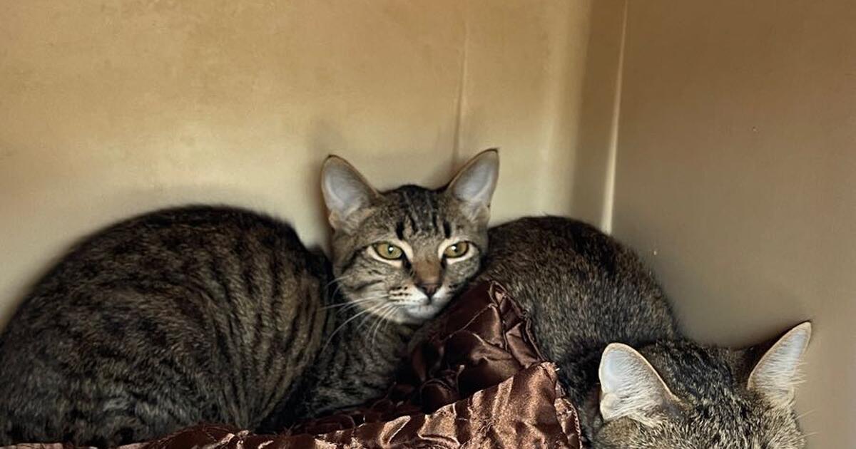 2 Female BONDED kittens for Free in Vancouver, WA | For Sale & Free ...