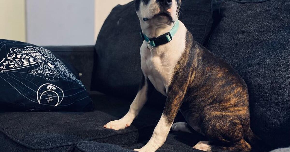 Rehoming beautiful mix pitty pup for Free in Glendale, AZ | For Sale ...