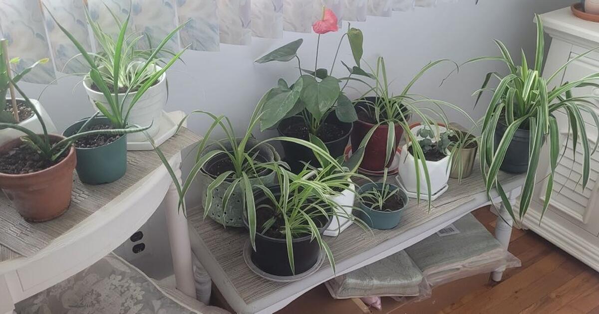 Plant Sale - Laurel for $4 in Mattituck, NY | Finds — Nextdoor
