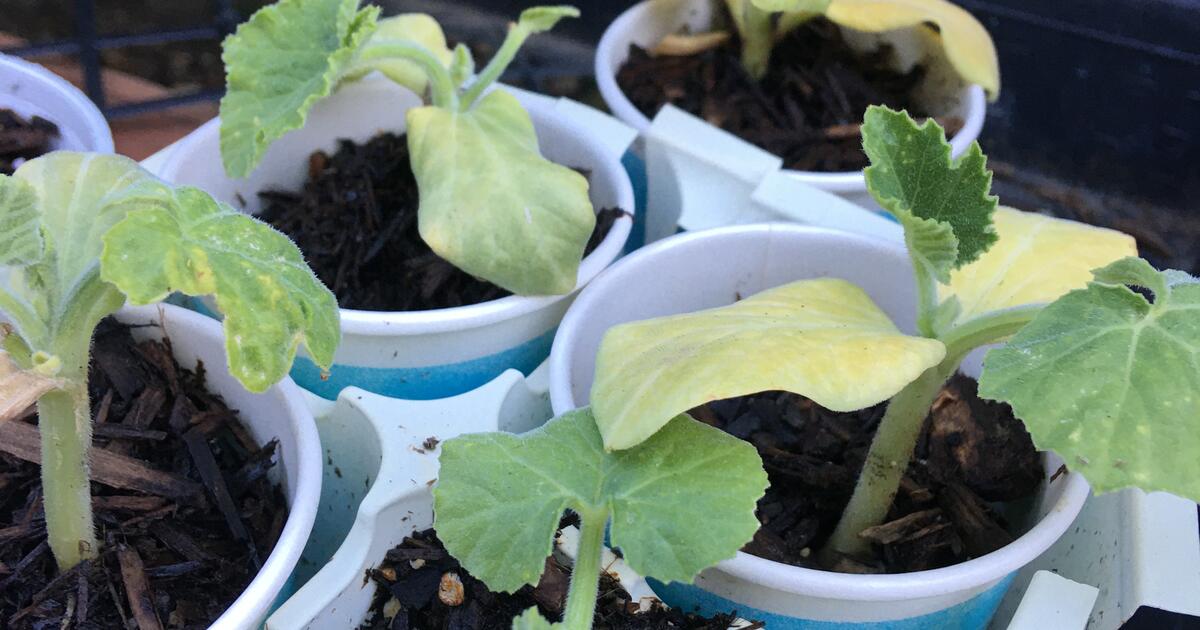 Ash Gourd/Winter melon/White Petha Plant for Sale (For COVID Relief ...