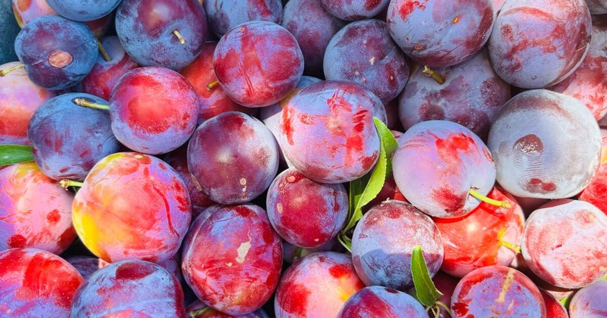 Plums in Morgan Hill, CA | For Sale & Free — Nextdoor