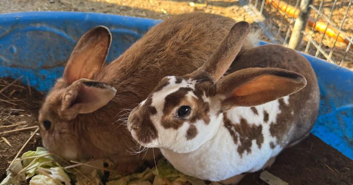 Rabbits for Free in Virginia Beach, VA | For Sale & Free — Nextdoor