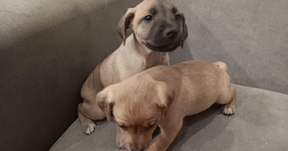 Cute small puppies for Free in Modesto, CA | For Sale & Free — Nextdoor