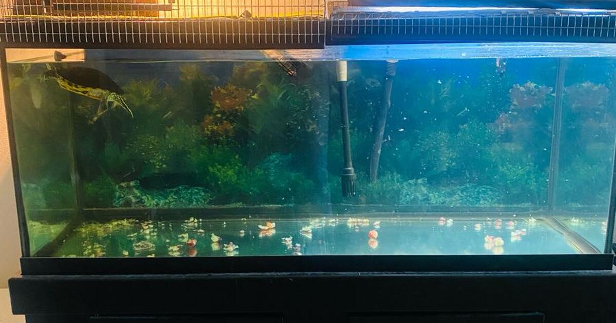 75 Gallon Tank And Accessories For 120 In Santa Rosa CA For Sale