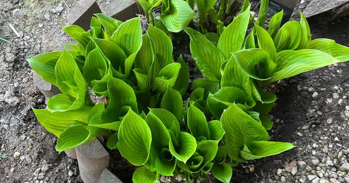 Hosta for Free in Pittsburgh, PA | Finds — Nextdoor