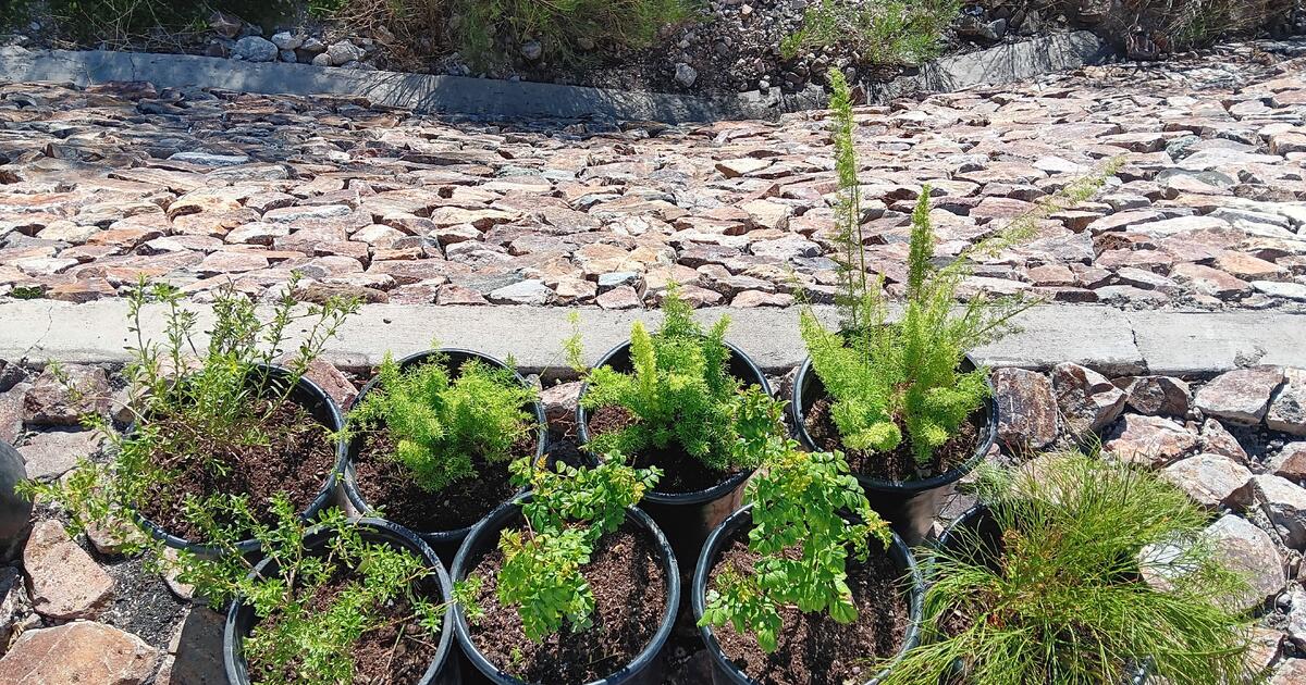 Plant Bundle - (3)Foxtail Fern, (1)Coral Fountain Grass, (2)Cape ...