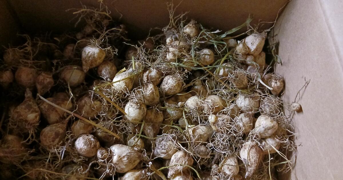 Free - Bulbs for Free in Niskayuna, NY | For Sale & Free — Nextdoor