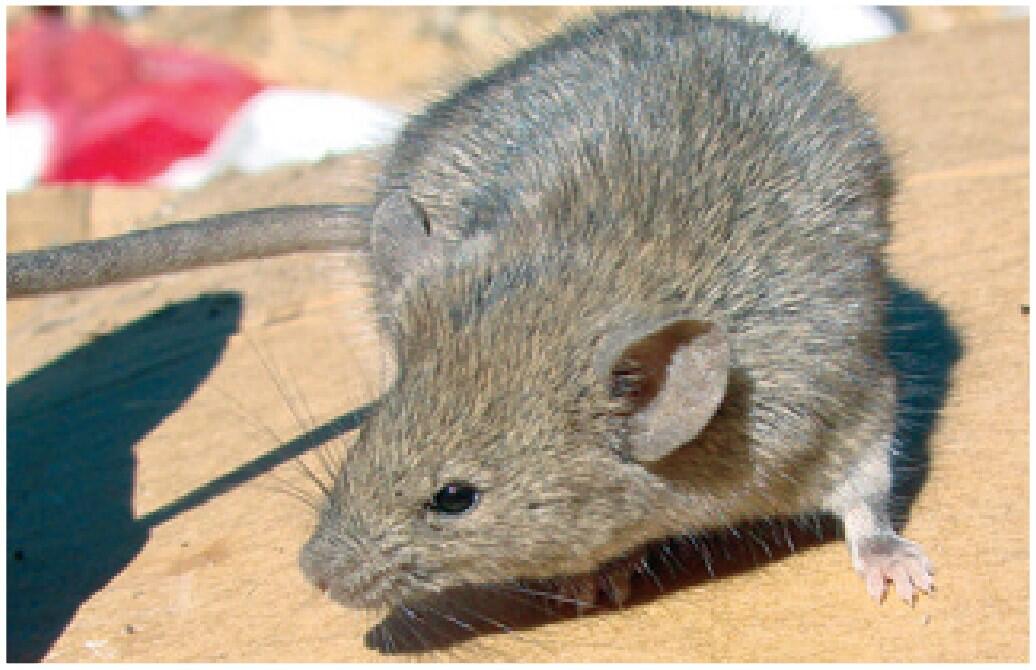 3/3 The Weather Has Cooled Ushering in Rat and Mouse Season. What can ...