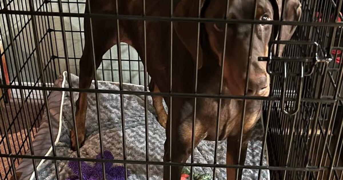 Please help! Need to find the right home ASAP! for Free in Woodburn, OR ...