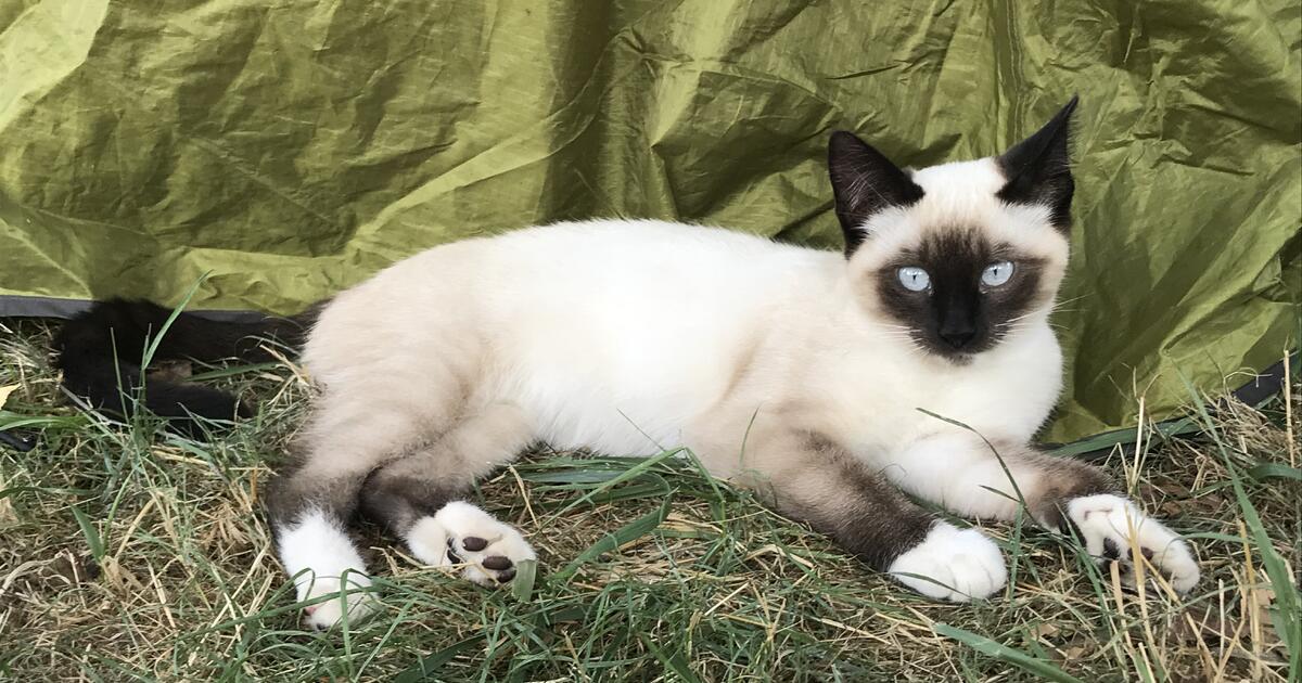 Sweet Siamese Kitten Available for $60 in Eugene, OR | For Sale & Free ...
