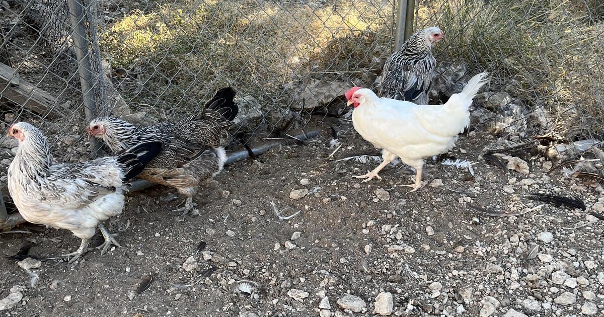 Flock of Chickens for Free in Spring Branch, TX | For Sale & Free ...