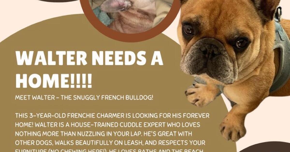 Walter the Frenchie needs a forever home! in San Diego, CA | For Sale ...