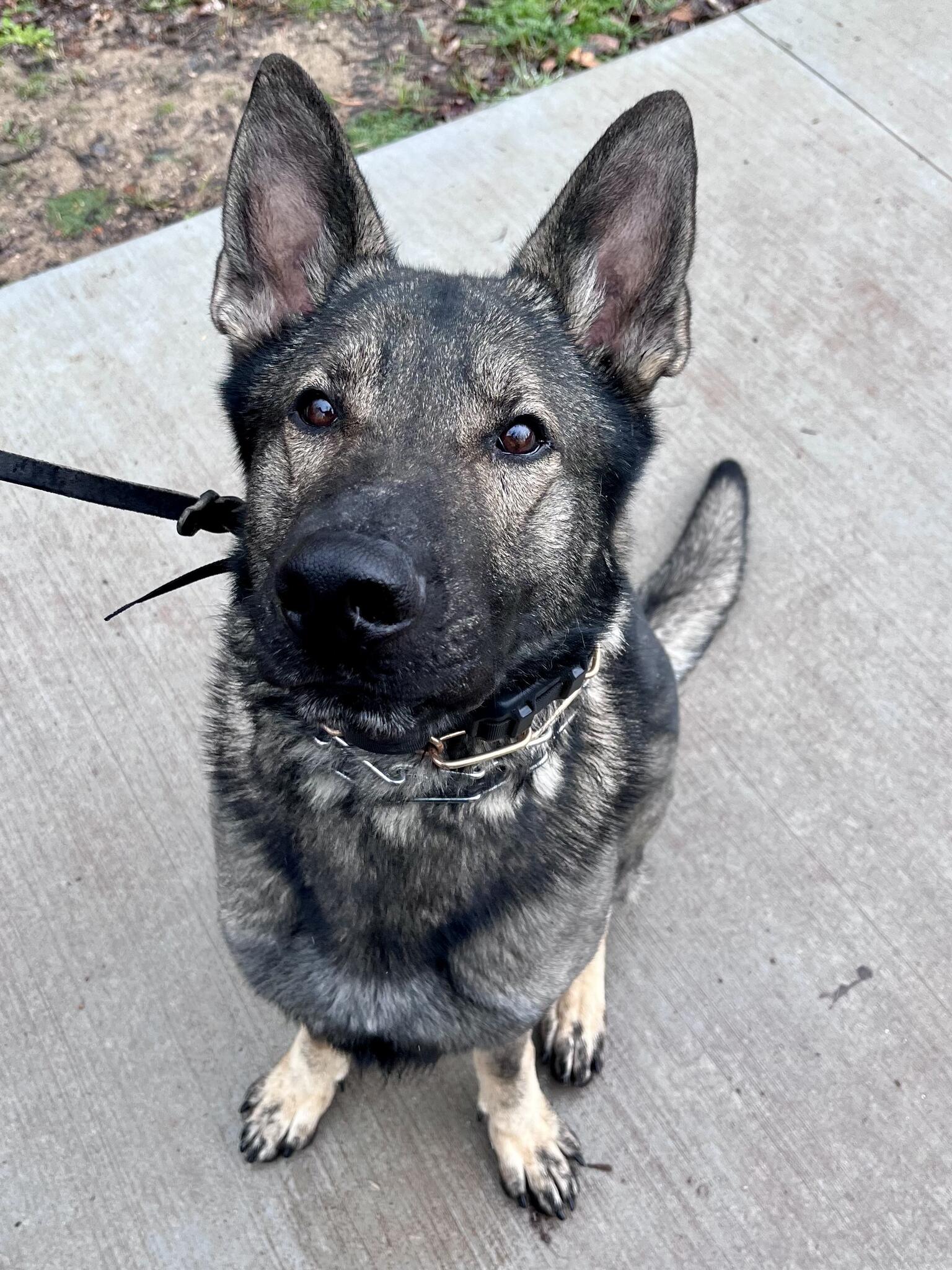 We would like to congratulate Deputy Eric Rhom and K9 Dante on ...