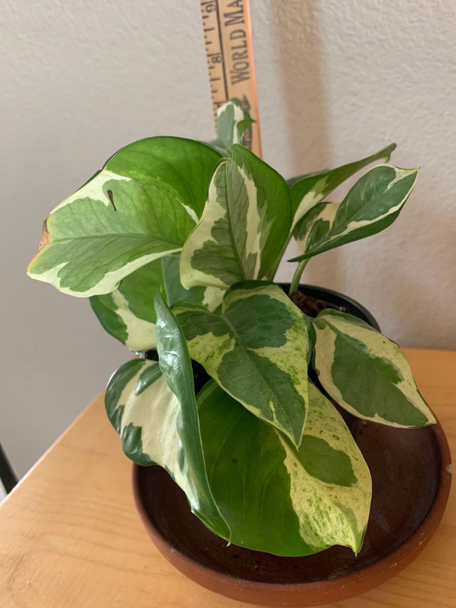 Pothos N Joy for $3 in San Diego, CA | For Sale & Free — Nextdoor