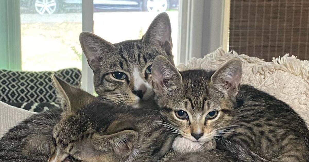 Free beautiful kittens for Free in Upland, CA | For Sale & Free — Nextdoor