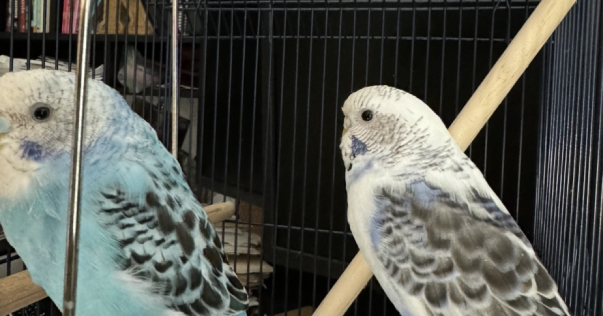 Need to rehome these 2 sweet parakeets. $20 Cage, toys and food ...