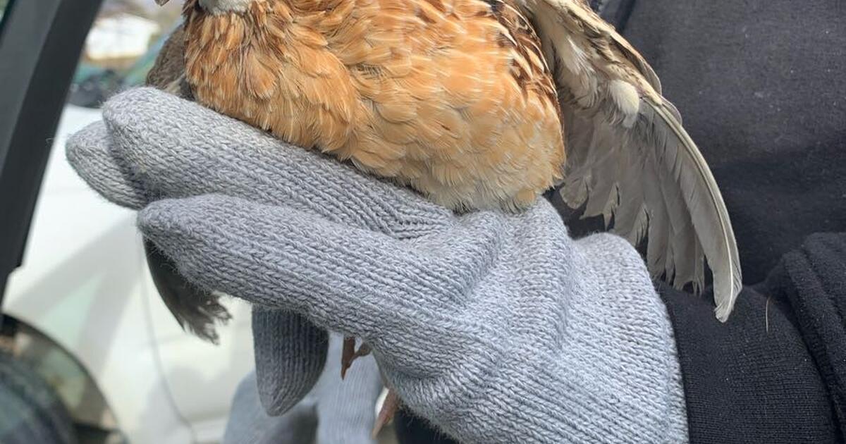 Adult quail for sale in Ray, MI | For Sale & Free — Nextdoor