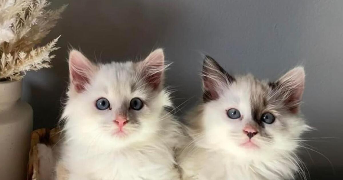 Rehoming Ragdoll kittens for Free in Maywood, NJ | For Sale & Free ...
