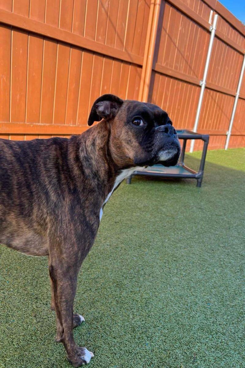 3 1/2 years old Boxer for Free in Myrtle Beach, SC | For Sale & Free ...