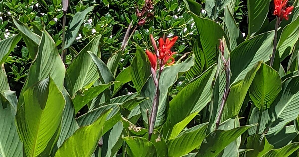Red canna with green leaves for $10 in Alpharetta, GA | Finds — Nextdoor