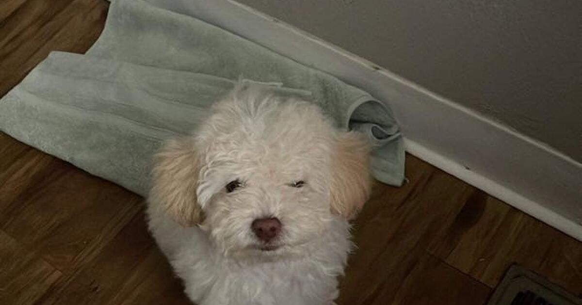 Brichon frise for Free in Longmont, CO | For Sale & Free — Nextdoor