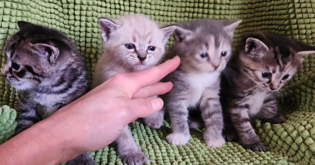 Kittens for Free in Greenville, SC | For Sale & Free — Nextdoor