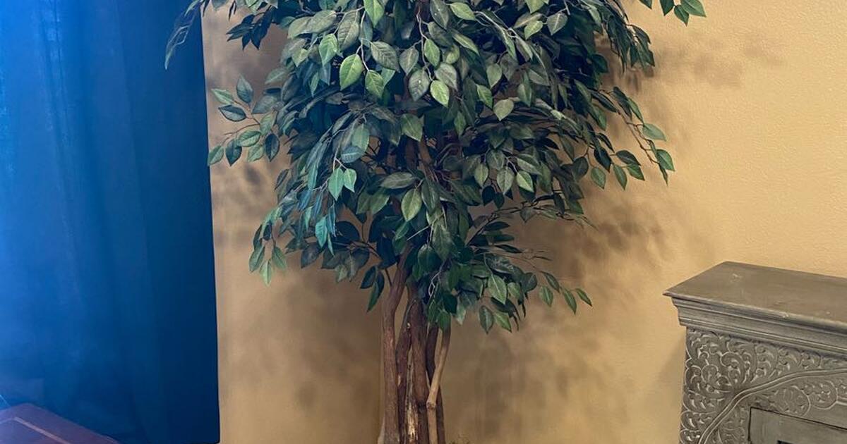 Large Artificial Ficus Tree for $60 in Mesa, AZ | For Sale & Free ...