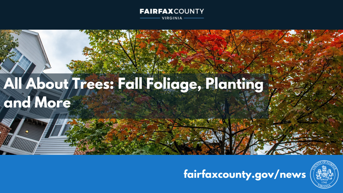 All About Trees: Fall Foliage, Planting Native and More (Fairfax County ...