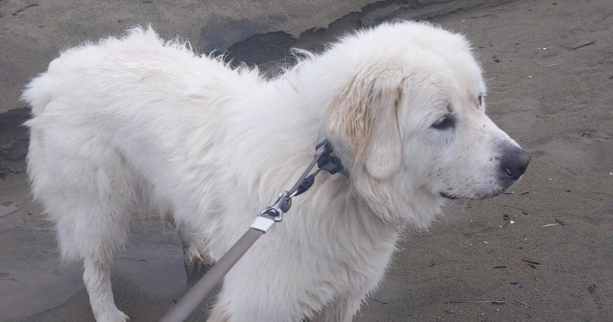 Looking For A Great Home To Rehome Our 1-year-old Great Pyrenees for ...