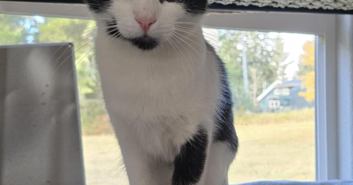 Looking For Their Forever Home for Free in Loleta, CA | For Sale & Free ...