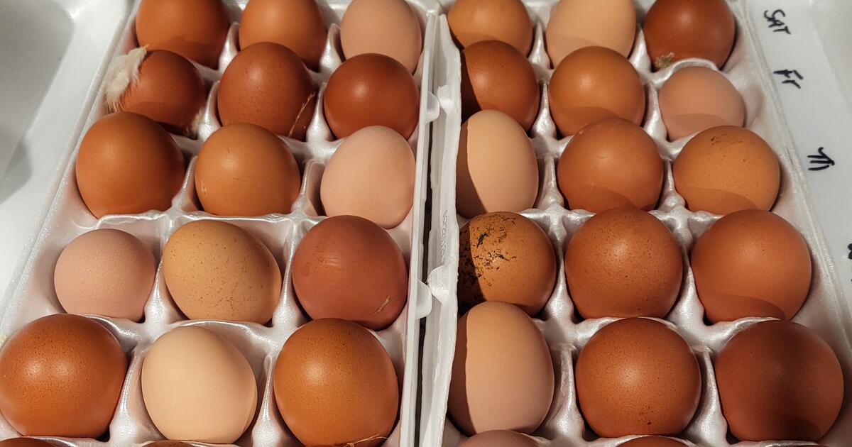 Fresh farm eggs for $3 in Sullivan, WI | Finds — Nextdoor