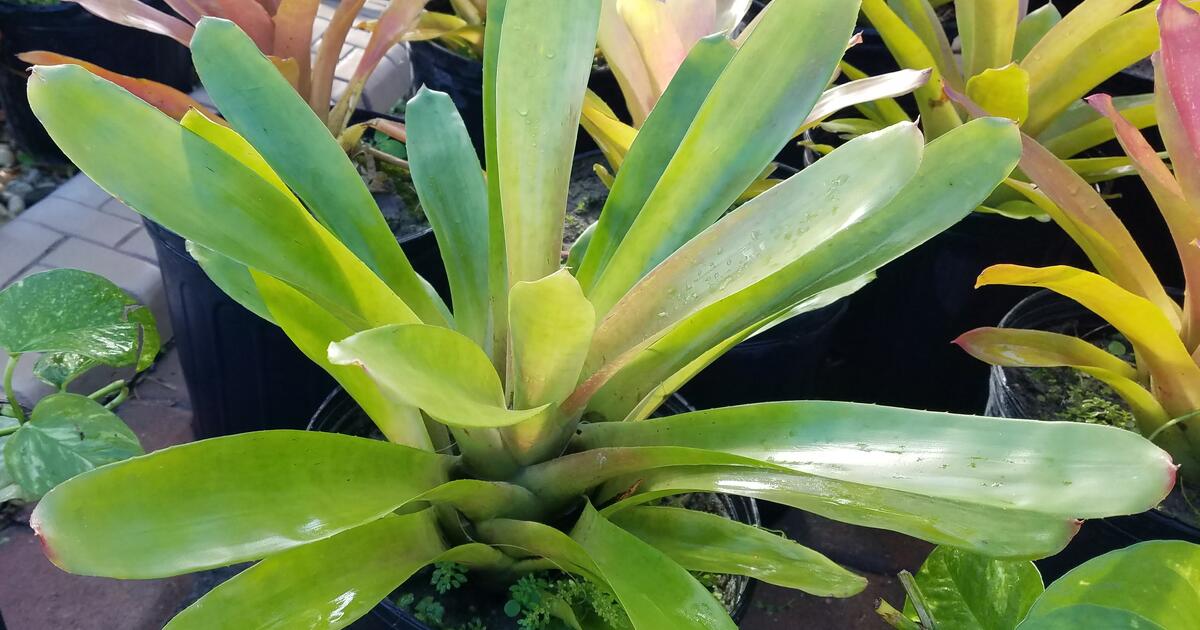 Mango, snake plant, bremelianceae and Cochineal Cactus for $5 in ...