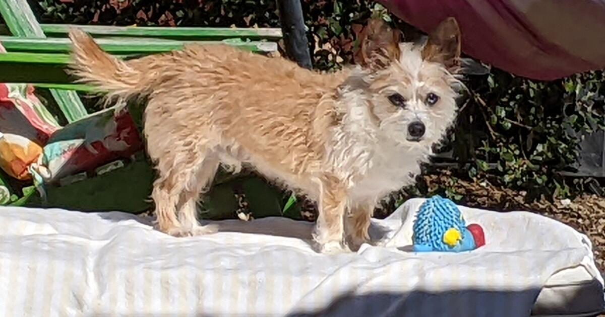 Rehoming small dog for Free in Paso Robles, CA | Finds — Nextdoor