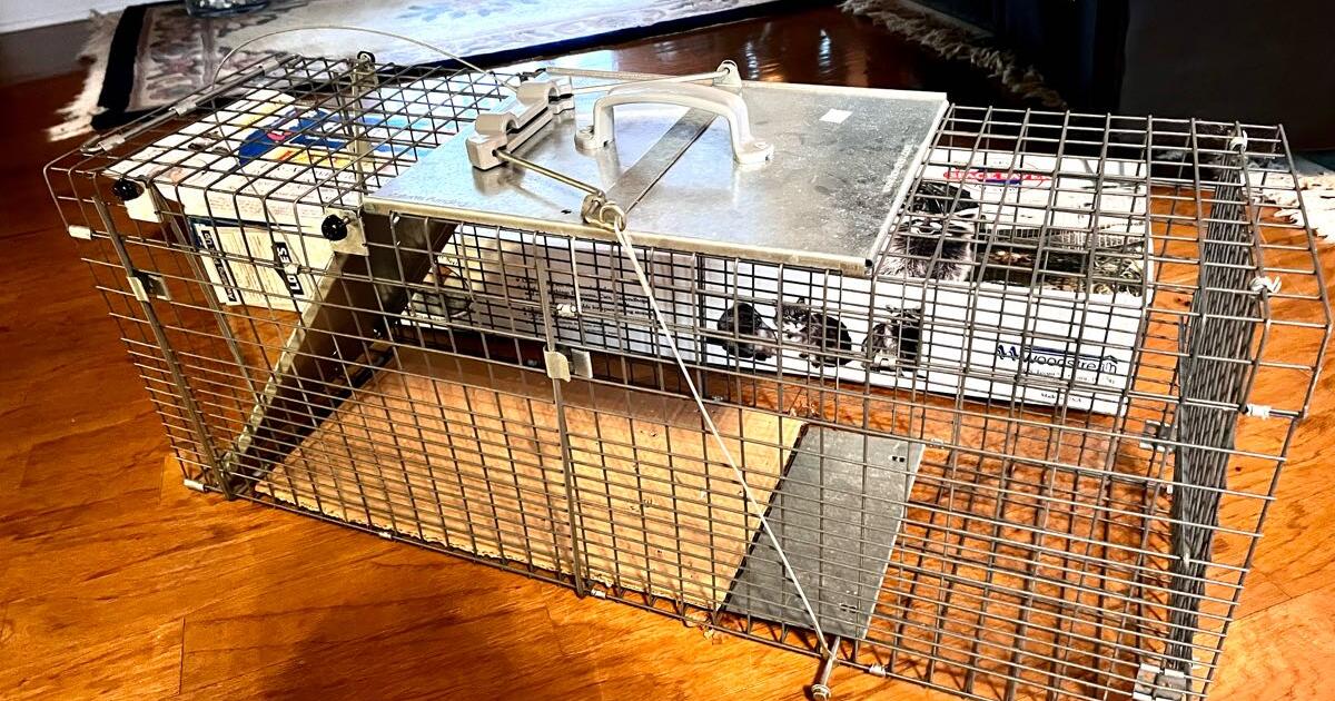 Havahart-Raccoon, Live Animal Cage Trap for $25 in Presto, PA | For ...