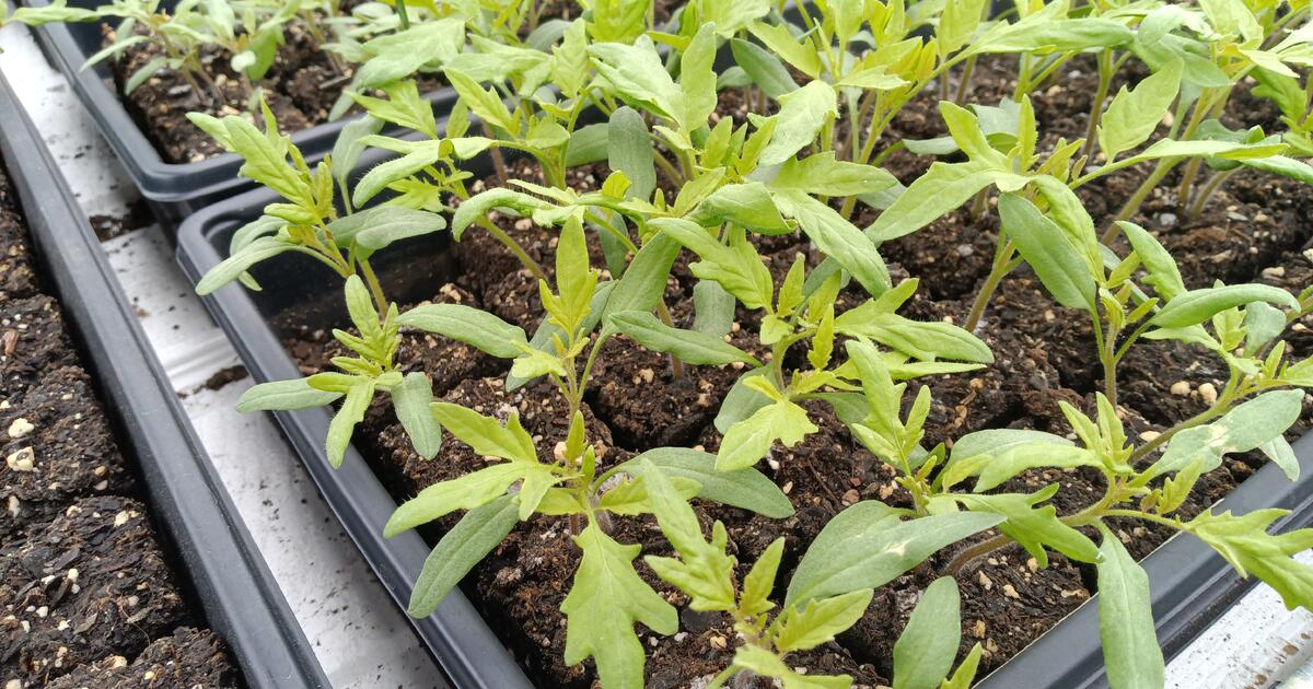 Various Heirloom Tomato Seedlings (Grown Organically) in Johnson City ...