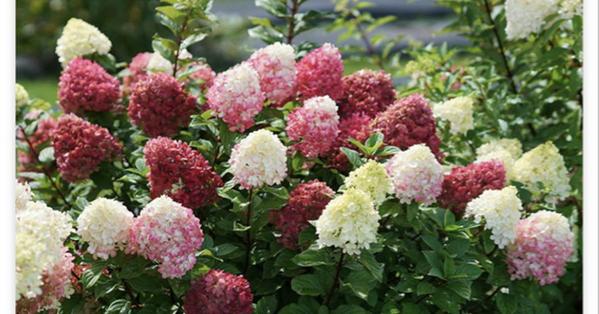 Hydrangeas for $20 in Clarence, NY | For Sale & Free — Nextdoor