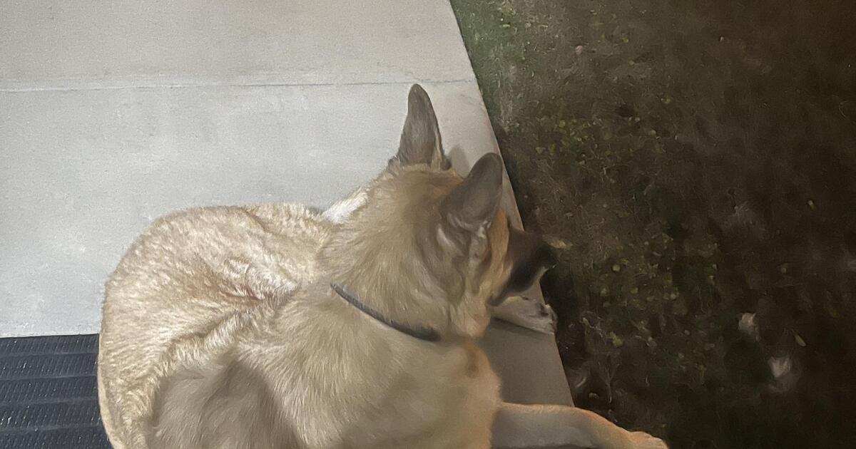Shiloh Shepard for Free in Pensacola, FL | For Sale & Free — Nextdoor