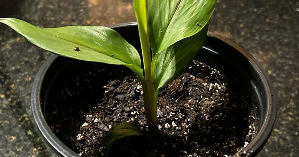 Rare Blue Turmeric for $18 in Galveston, TX | For Sale & Free — Nextdoor