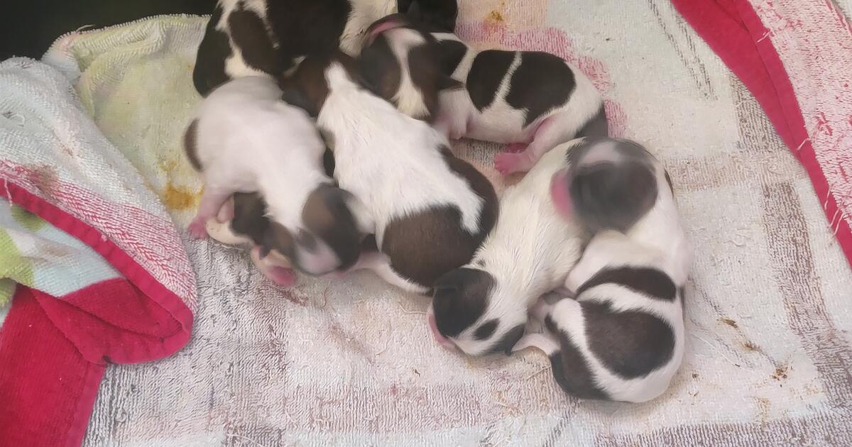Shi chi pups for $600 in Lincolnton, NC | For Sale & Free — Nextdoor