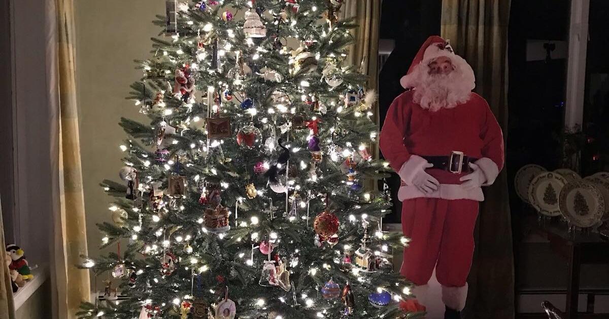 Christmas Tree with Lights for Free in Putnam Valley, NY | For Sale ...