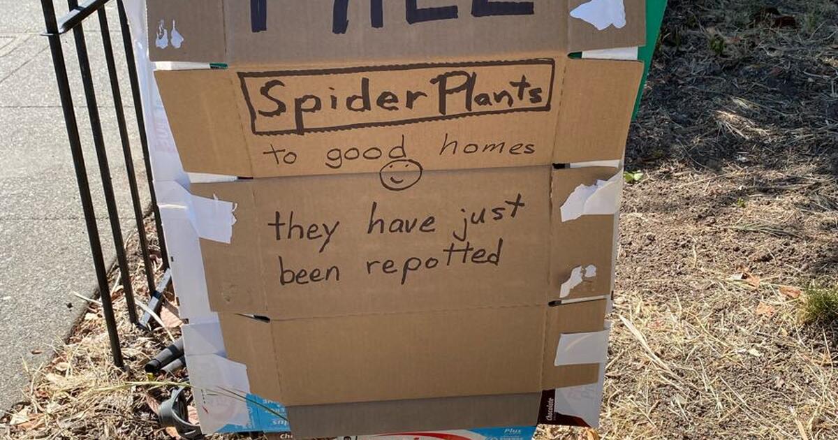Spider Plants- Free for Free in Calistoga, CA | For Sale & Free — Nextdoor