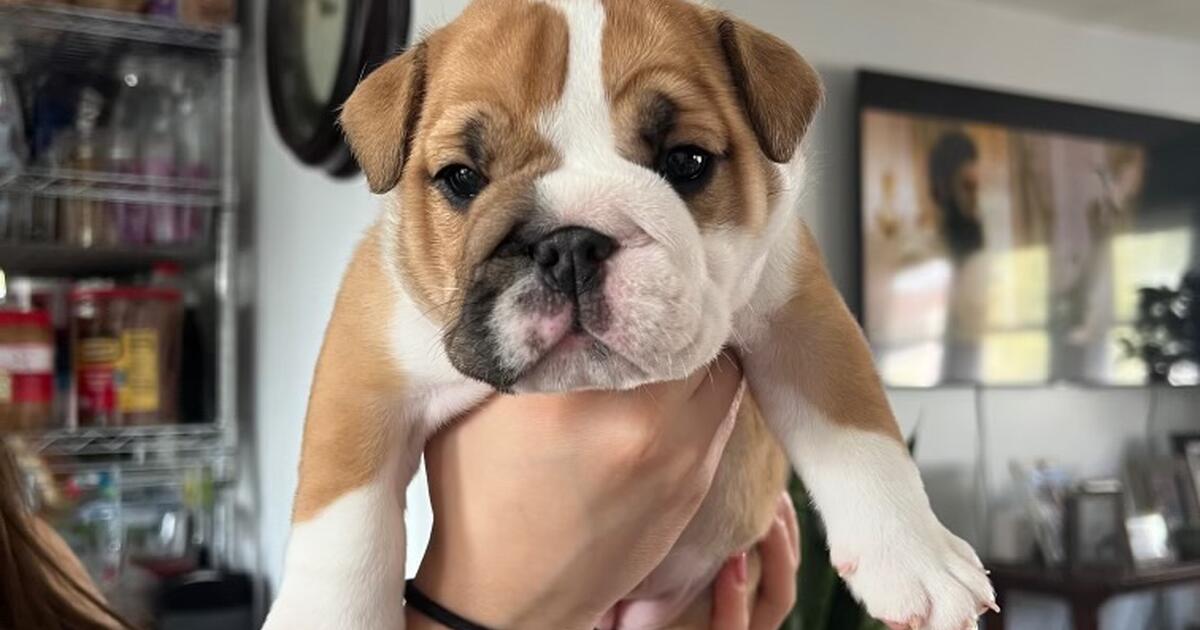 Baby Roxy for $2 in Ardmore, PA | Finds — Nextdoor