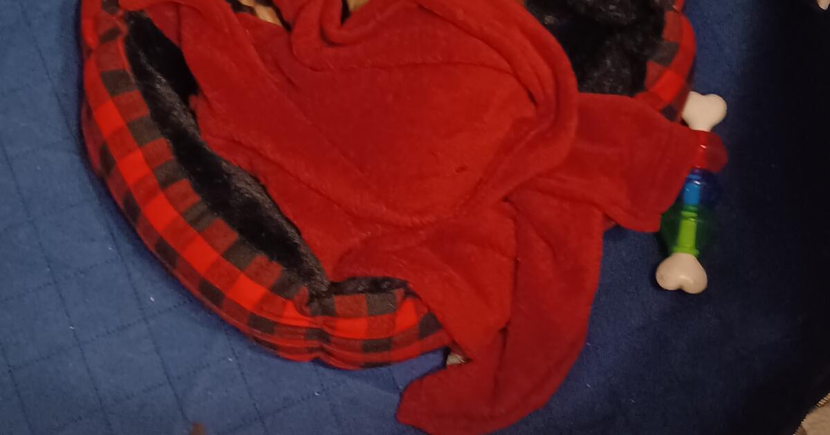 4 month old puppy with all shots. In good health. for Free in Stockton ... 4 month old puppy with all shots. In good health. for Free in Stockton ...