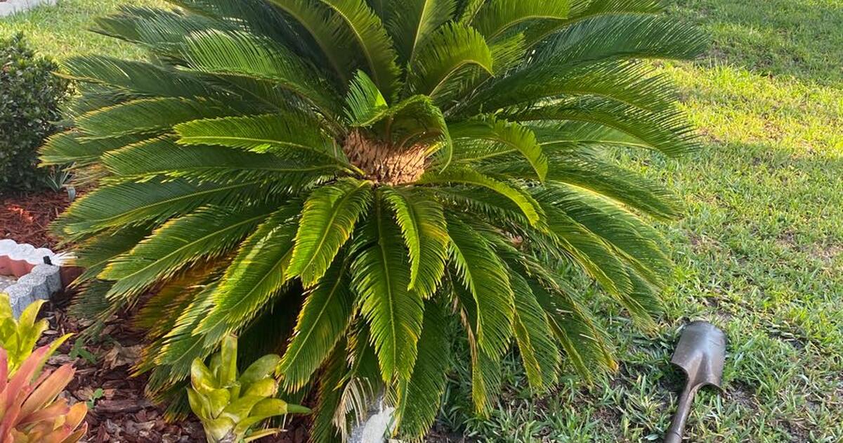 Free Sago Palm for Free in Tampa, FL | For Sale & Free — Nextdoor