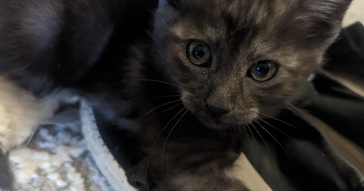 Cute male kittens - ready for a new home for Free in Reno, NV | For ...