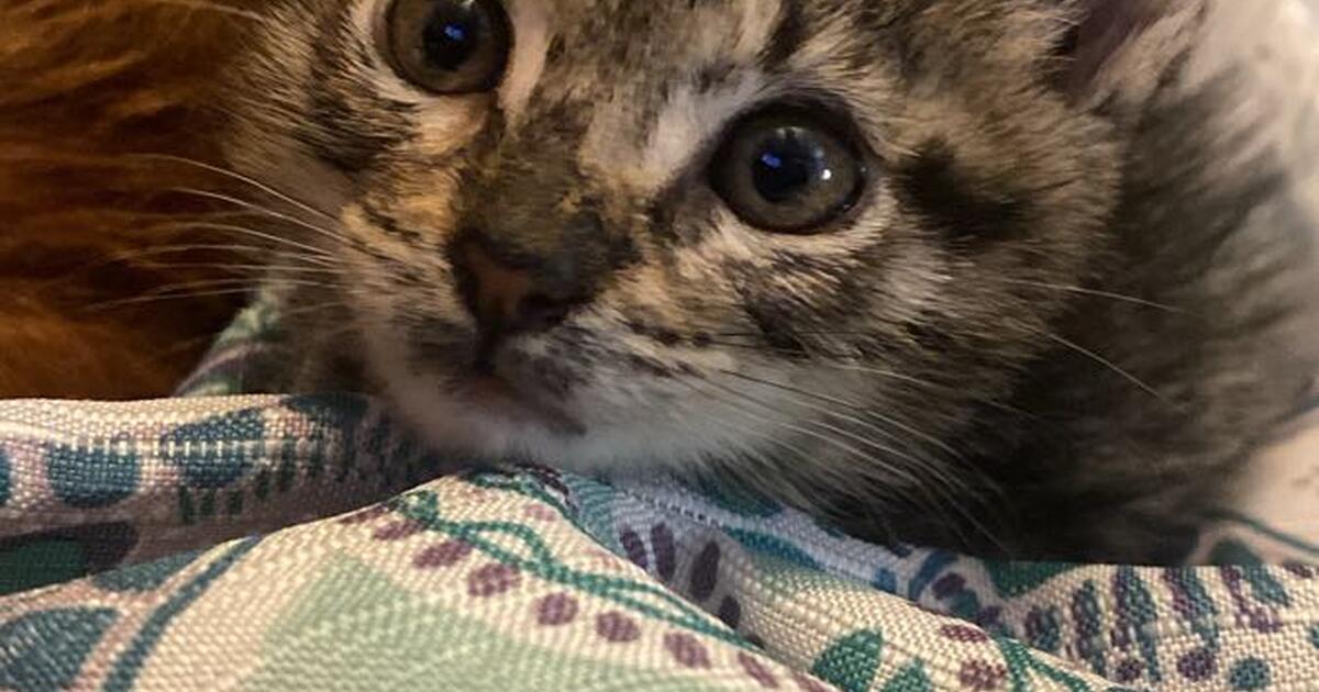 Female kittens for Free in San Antonio, TX | For Sale & Free — Nextdoor