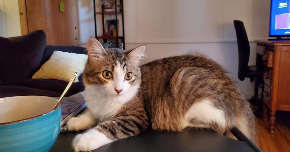 Female Cat And Supplies for Free in Springfield, IL | For Sale & Free ...